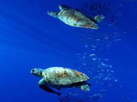 The 13 Most Endangered Sea Creatures
